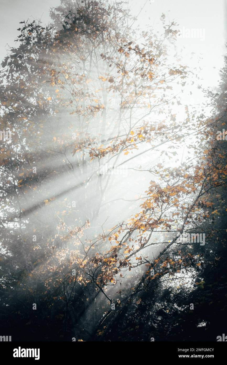 Sunlight breaking through tree leaves hi-res stock photography and ...