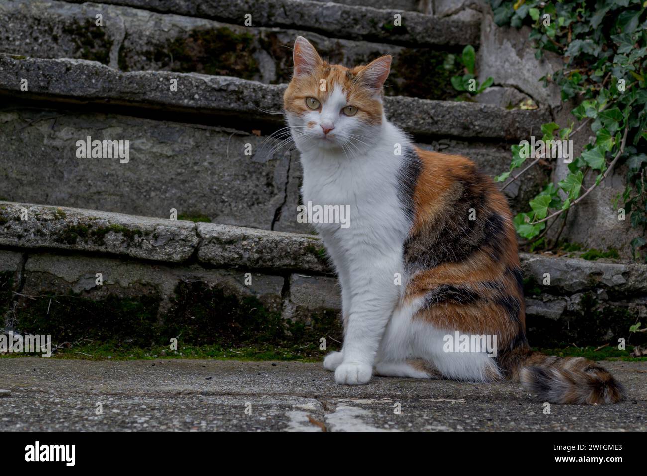 Beautiful brown tricolor domestic hi-res stock photography and images - Alamy