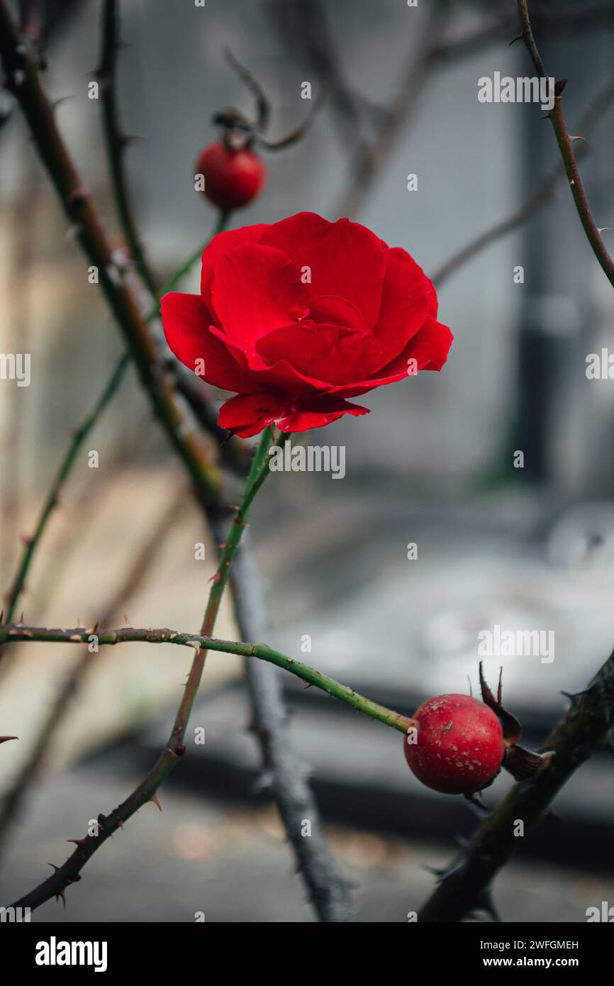 Blooming red tea rose and already faded wild rose on the branches of a ...