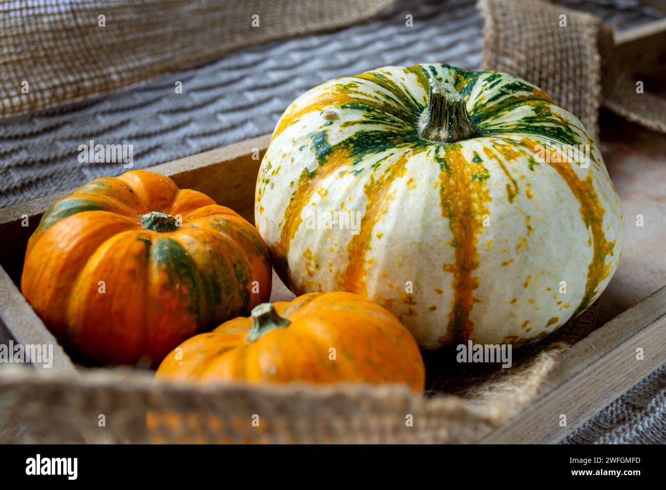Three small pumpkins in hi-res stock photography and images - Alamy