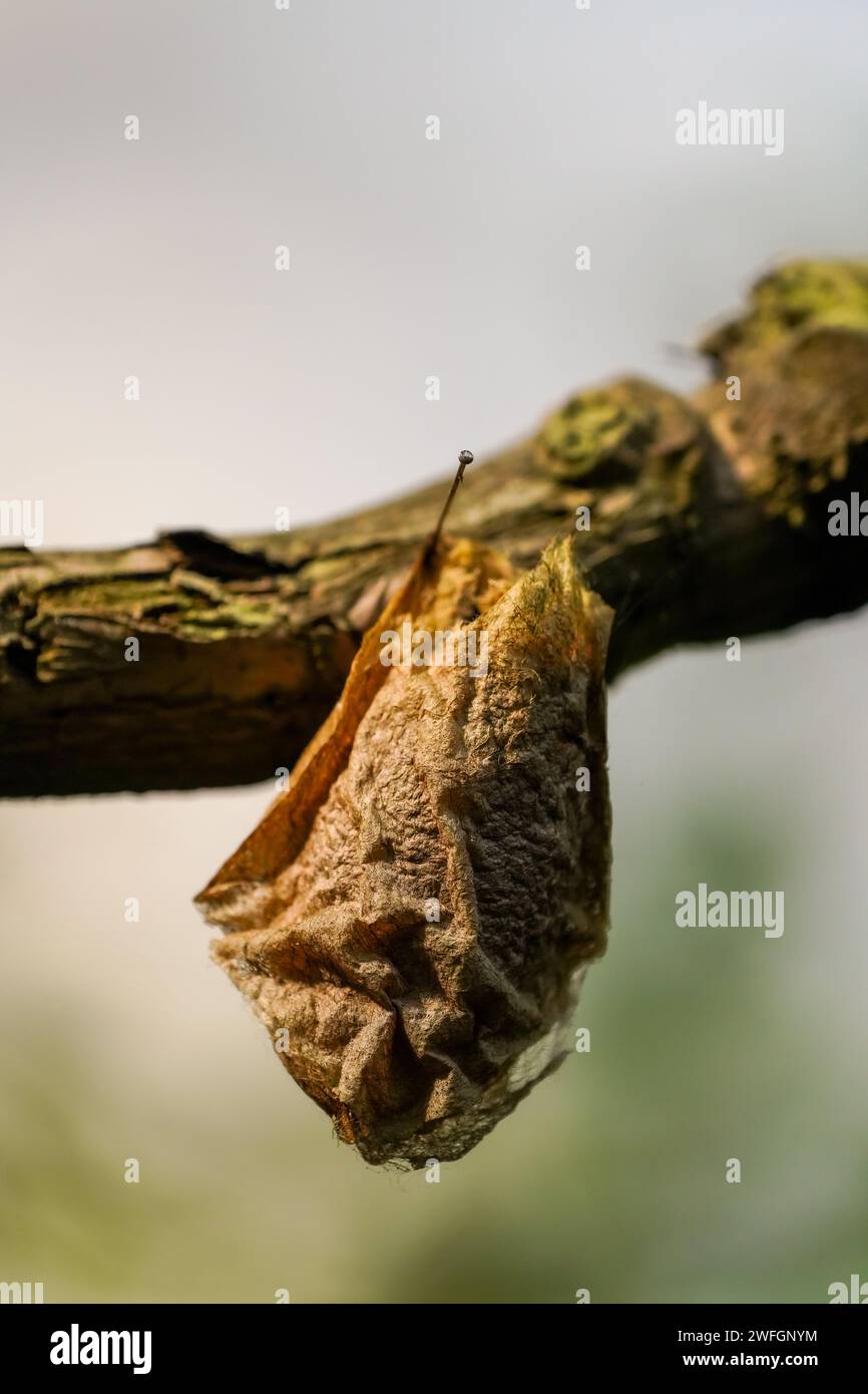 Butterfly cocoon hi-res stock photography and images - Alamy