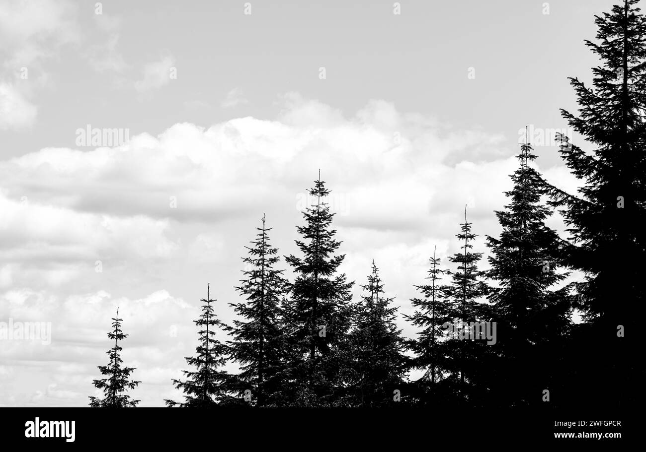 Nature trees forest in Black and White Stock Photos & Images - Alamy
