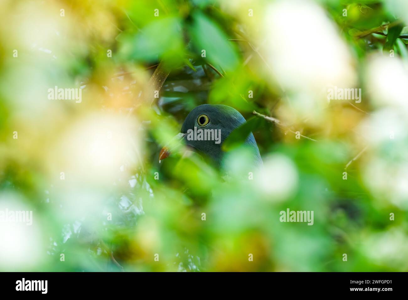 A pigeon sits on its nest in the bush. Breeding time for birds Stock ...