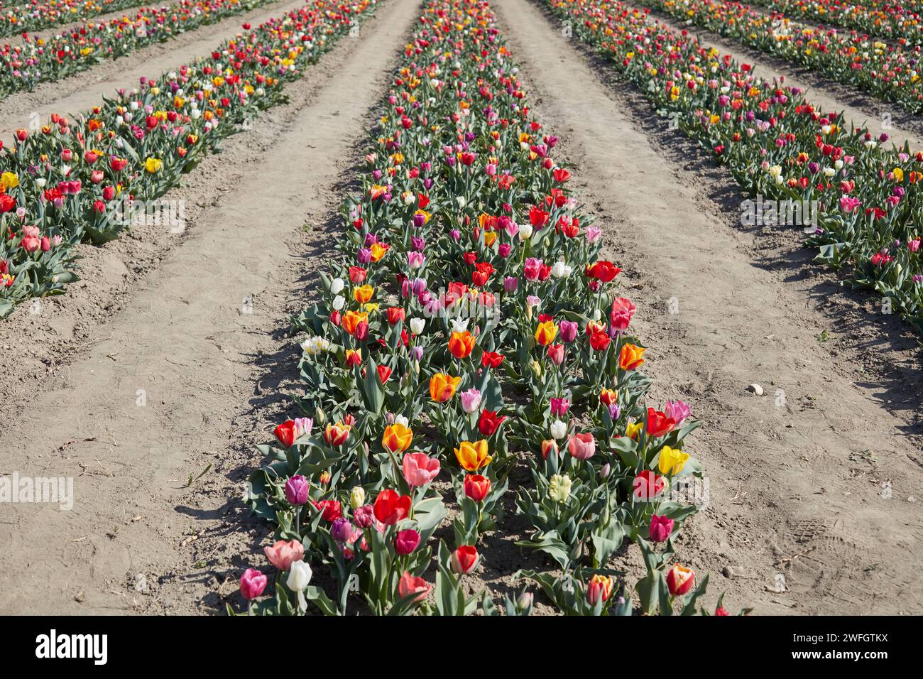 Tulip field with rows of flowers in assorted colors in spring sunlight ...