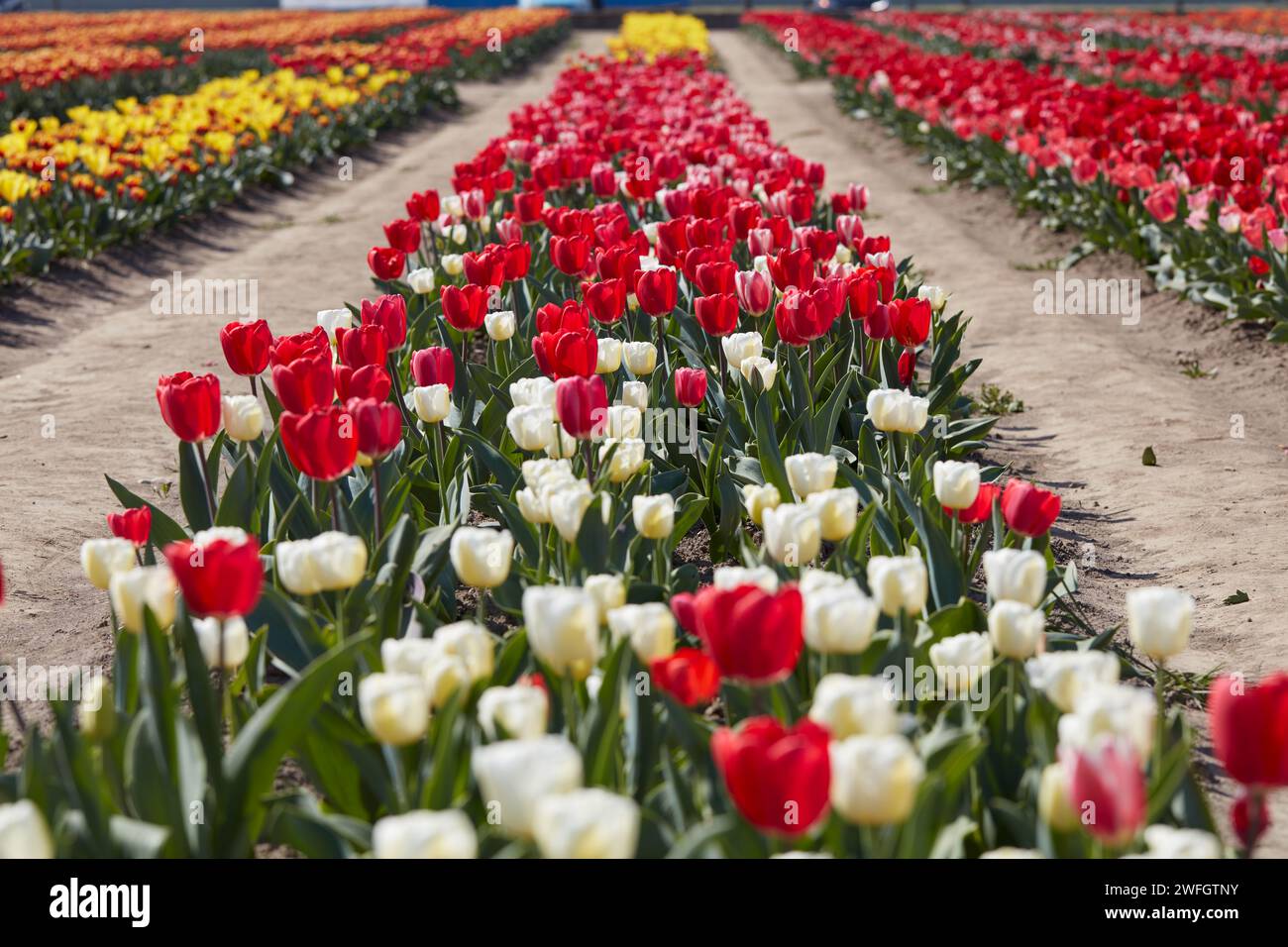 Tulip flowers rows and field in spring sunlight Stock Photo - Alamy