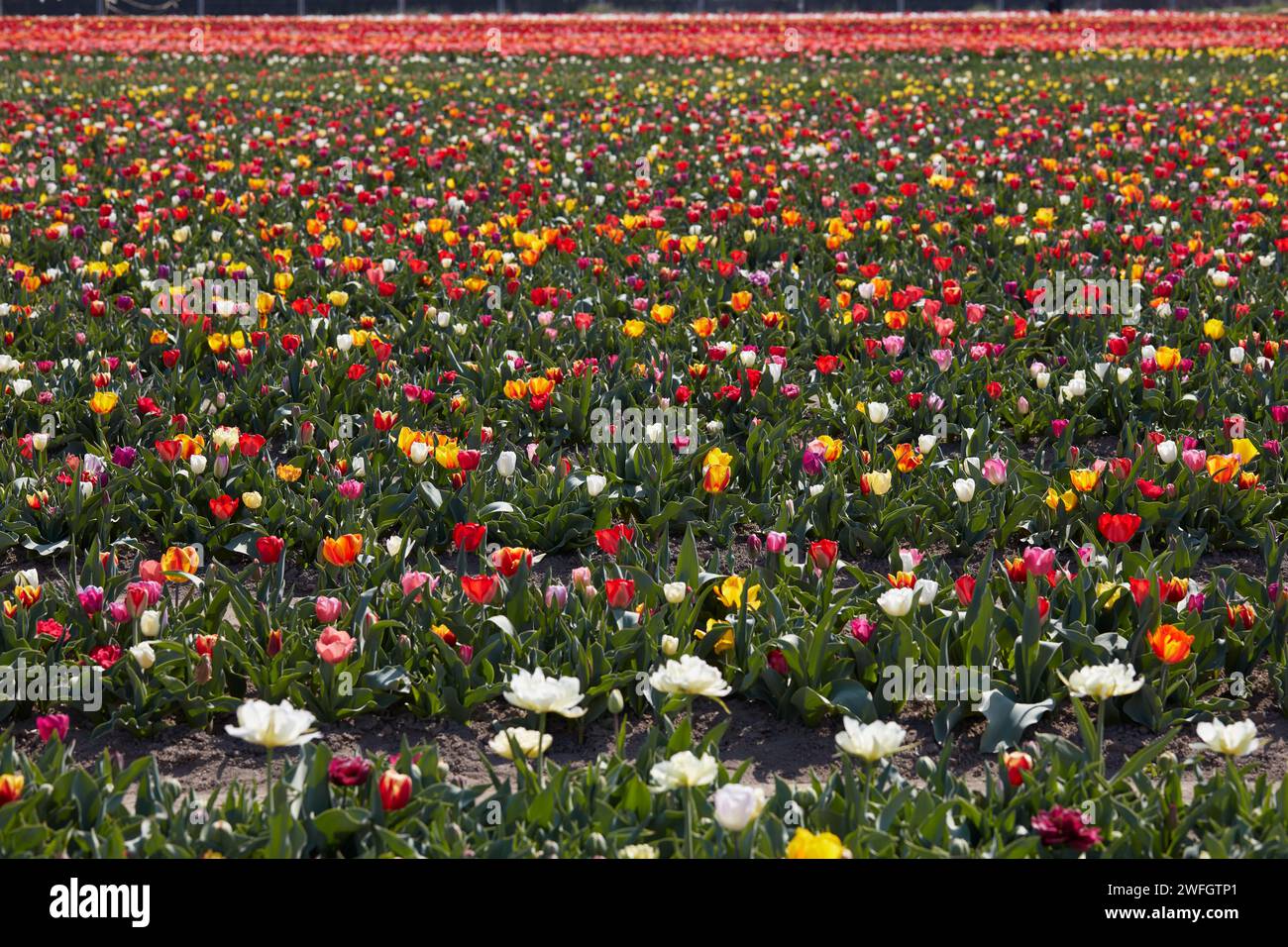Tulip field with types of flowers and colors in spring sunlight Stock ...