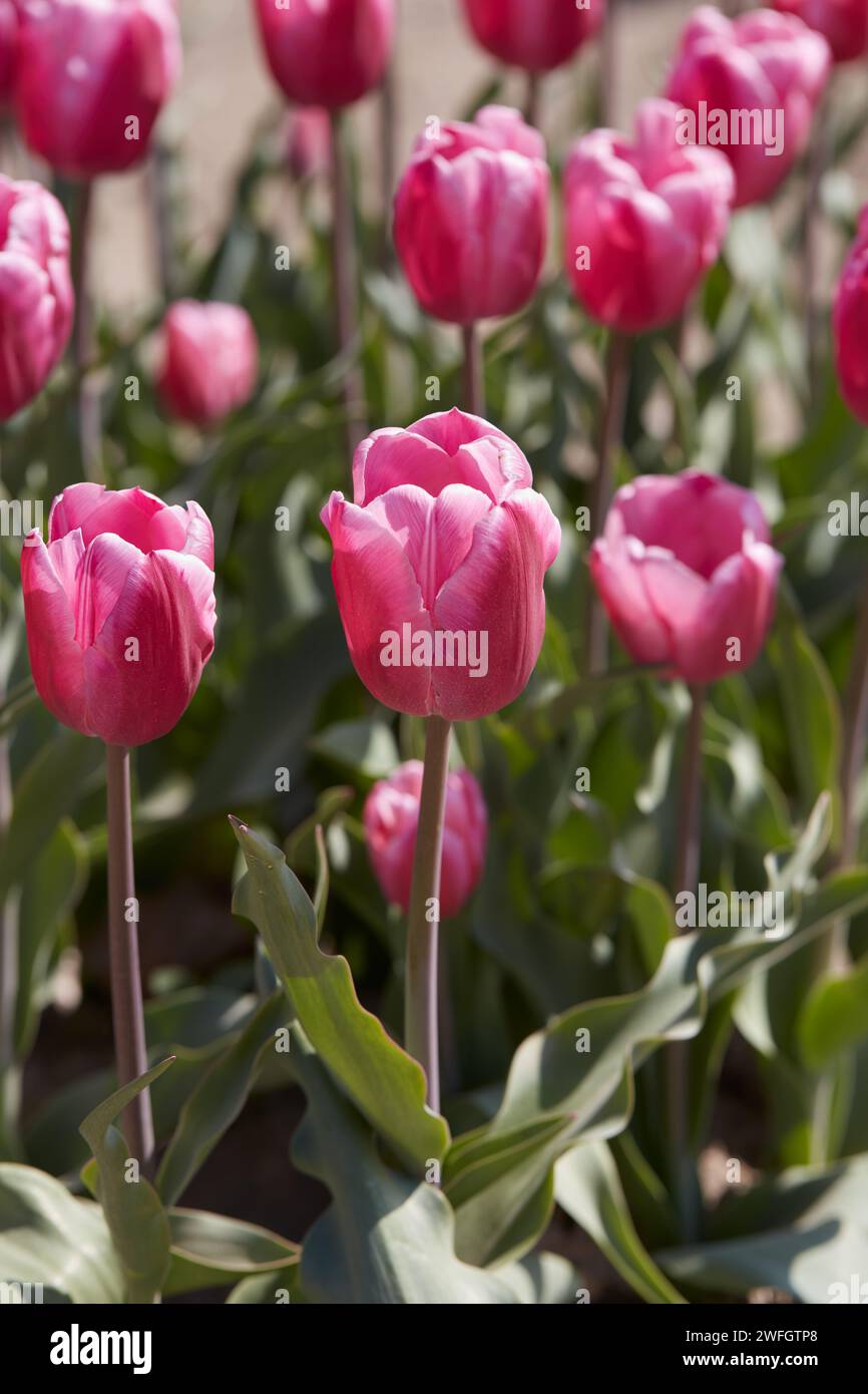 Pink flowers in spring hi-res stock photography and images - Alamy