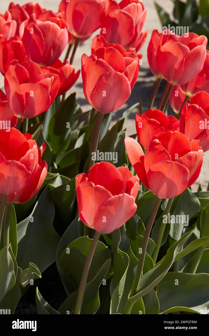 Tulip Orange Van Eijk flowers in spring sunlight Stock Photo - Alamy