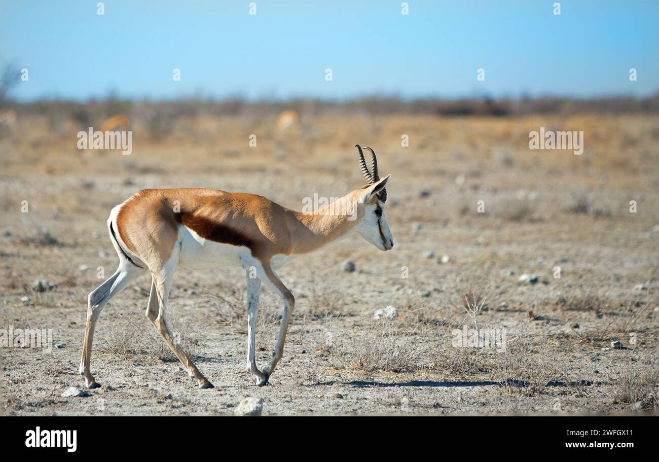 National animal of south africa hi-res stock photography and images - Alamy