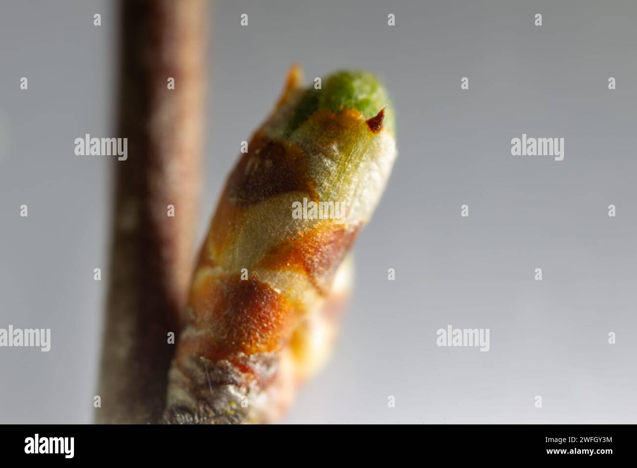 Plant phenology, the alchemy of spring. Tree vegetative bud, leaf bud ...