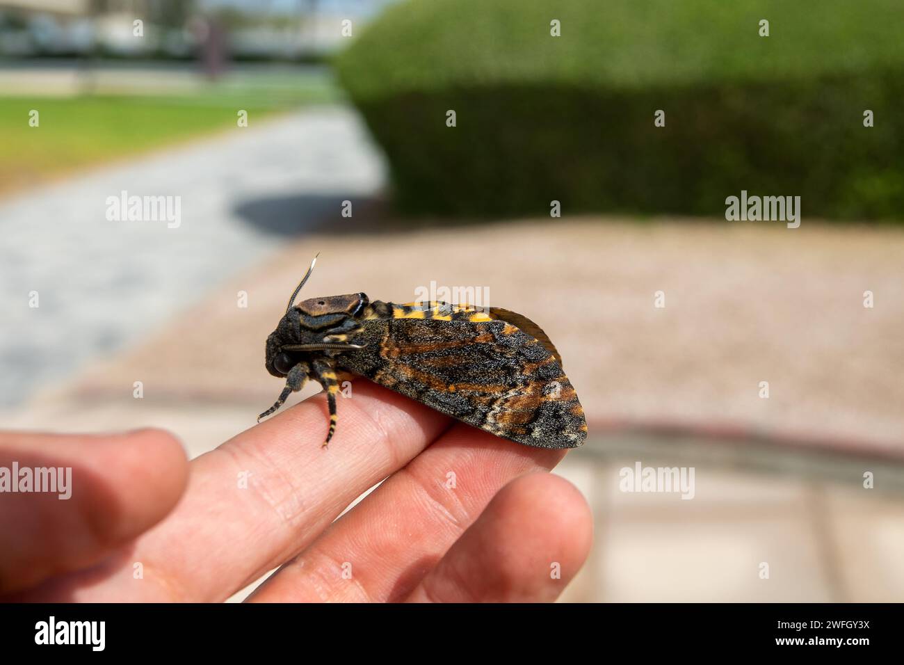 Katabasis hi-res stock photography and images - Alamy