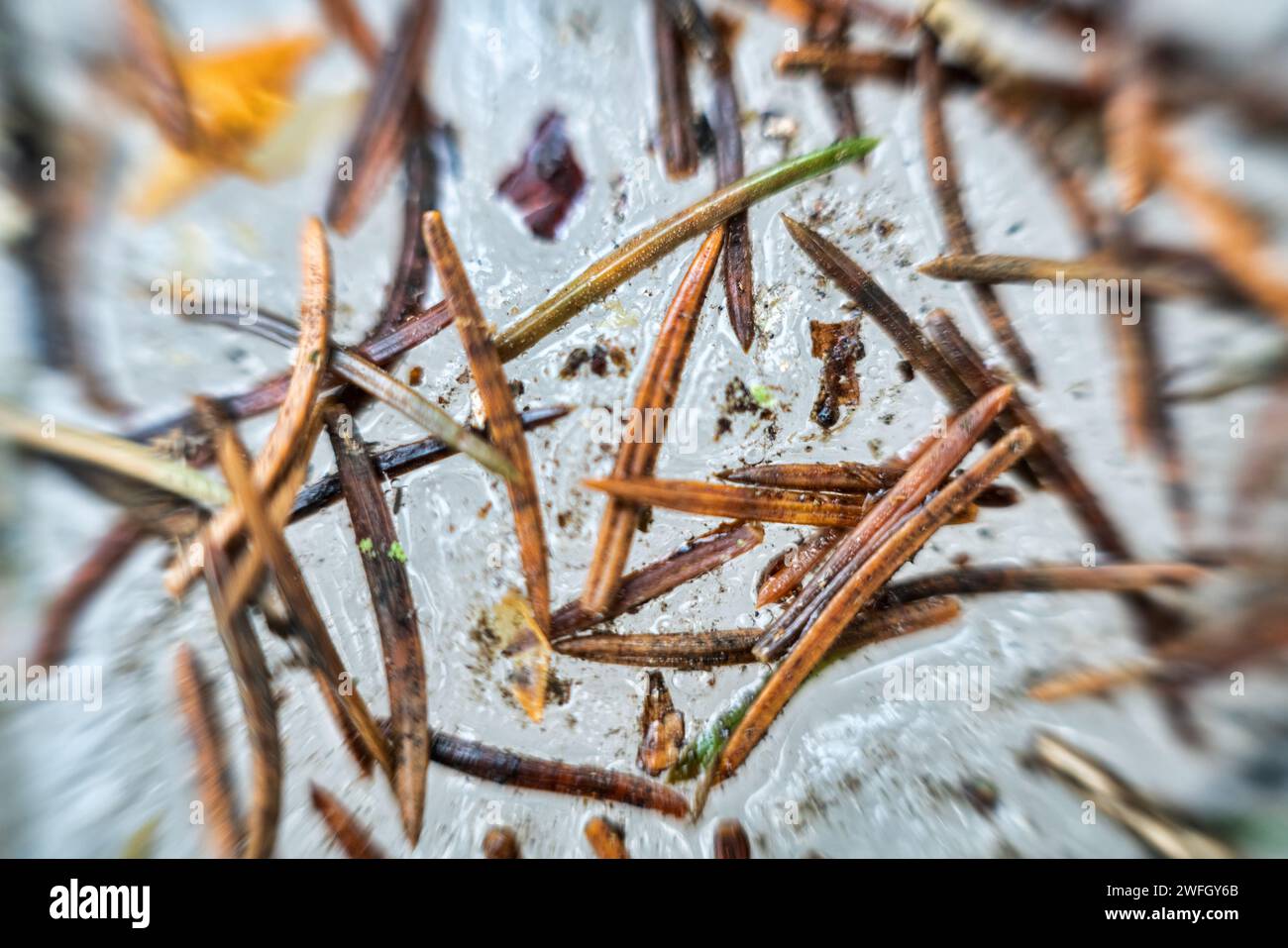 Forestery. Spruce needles and particles of bark on spring melted snow ...
