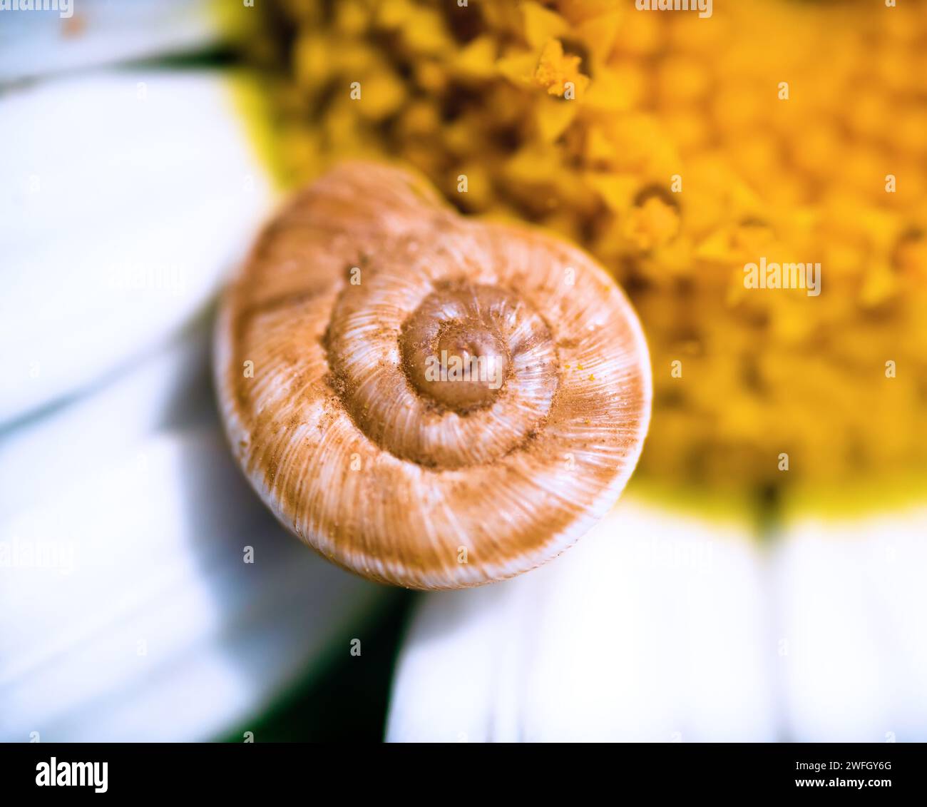 Logarithmic spiral of a snail pirn on a daisy Stock Photo - Alamy