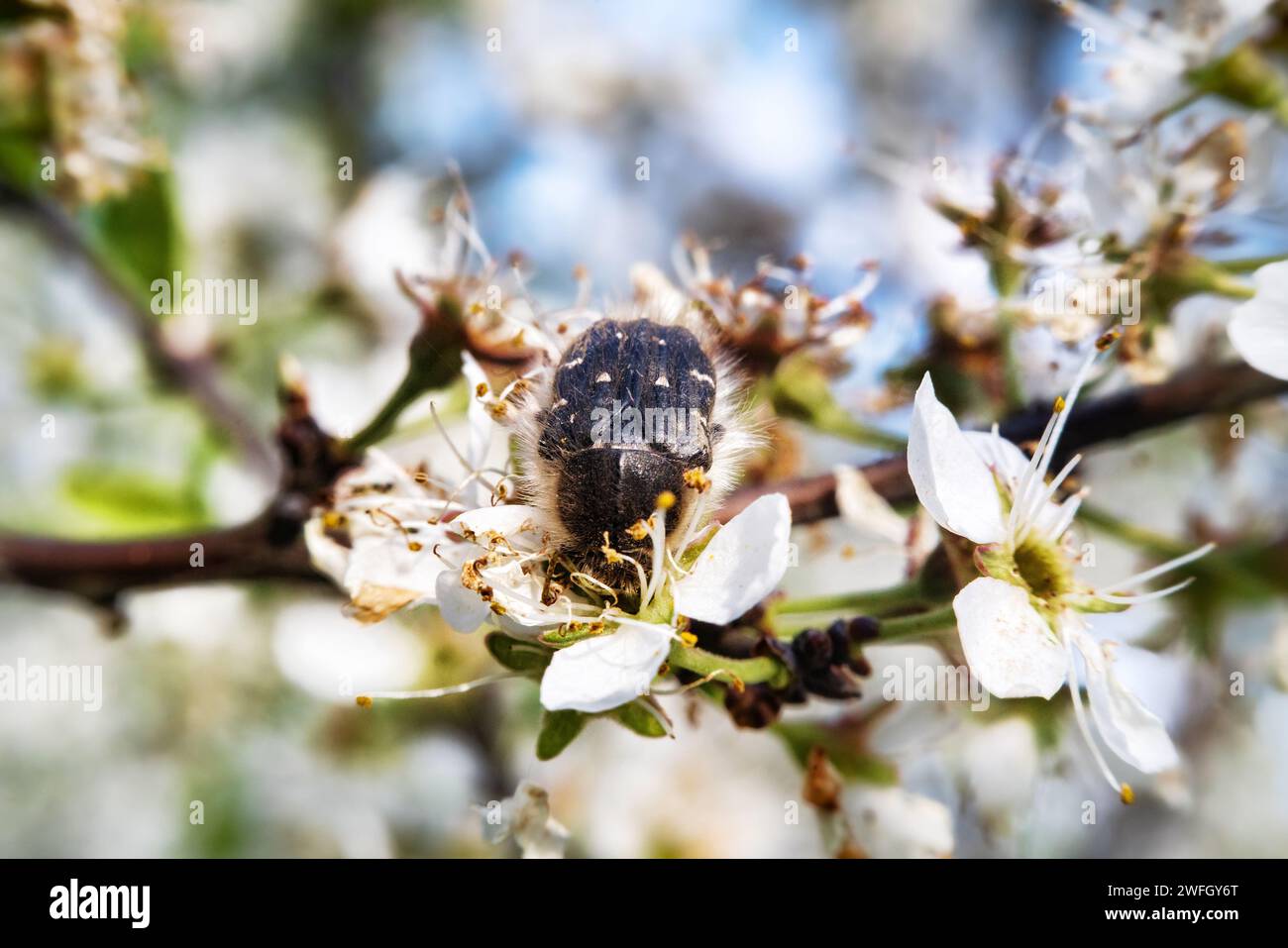 Blossom feeder (Epicometis hirta) on blooming bush of blackthorn ...