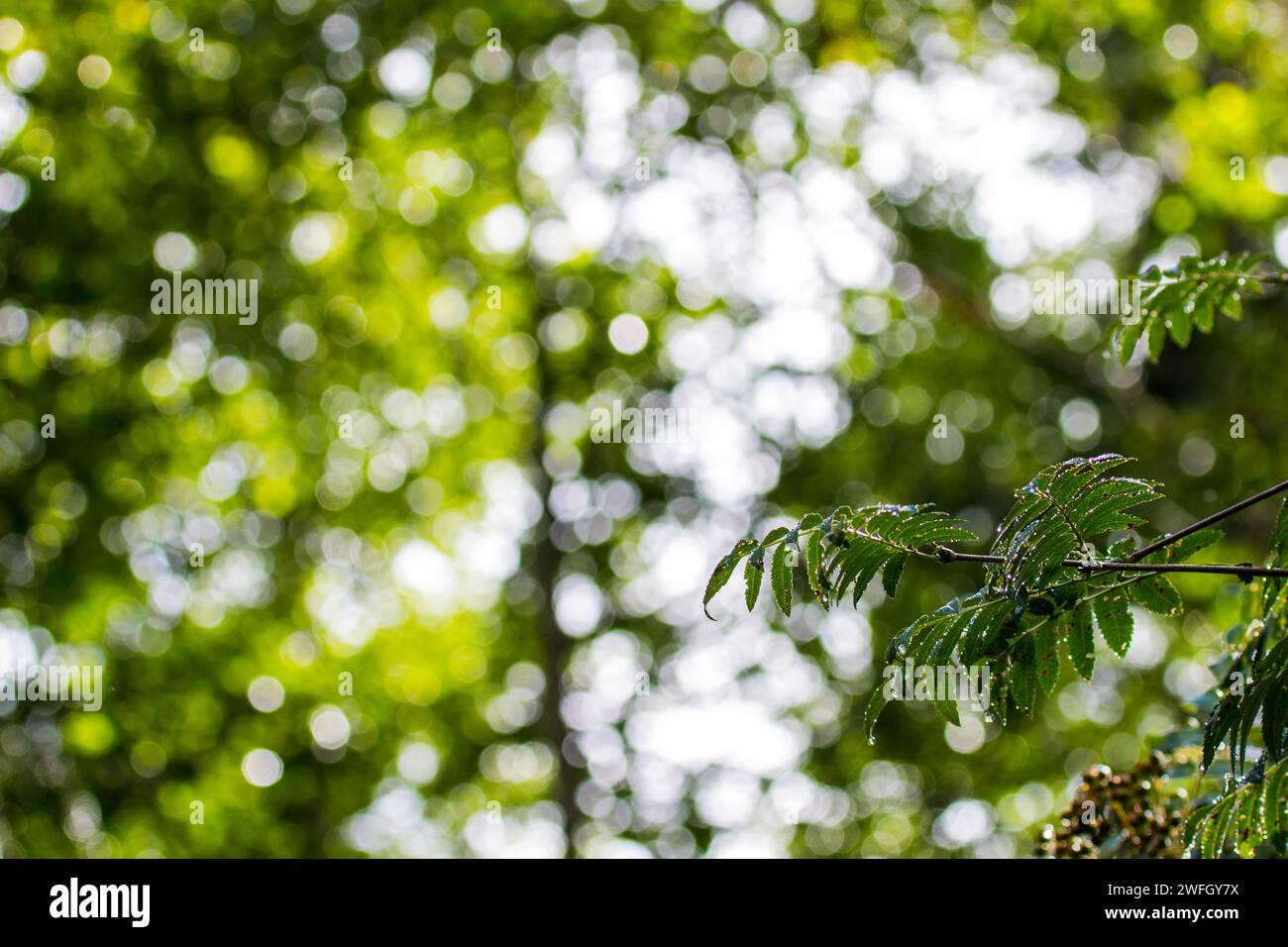 Woodland scene. Lest immediately after summer rain. Sun broke through ...