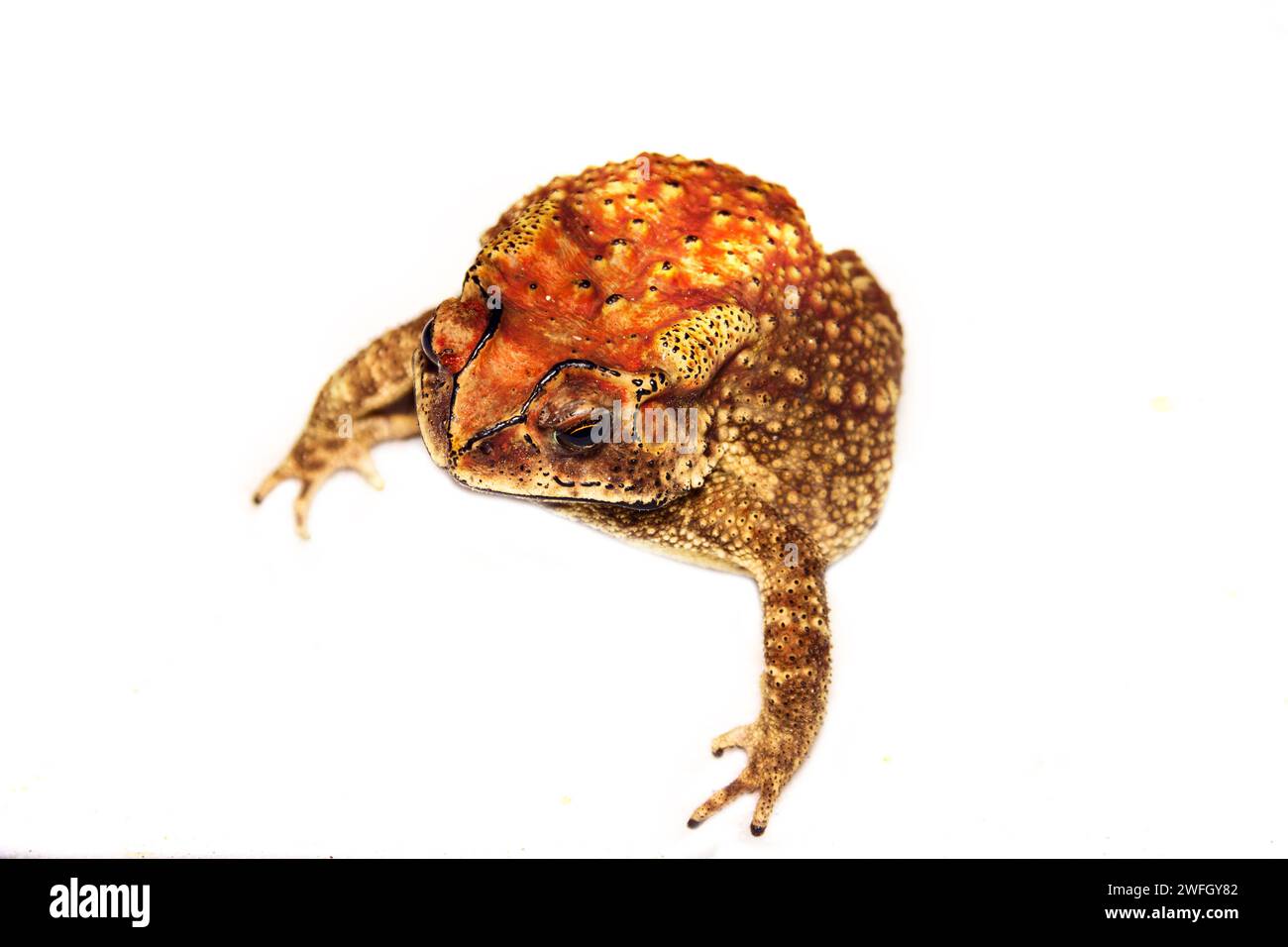 Schneider's (dwarf) toad (Duttaphrynus scaber). Duttaphrynus ...