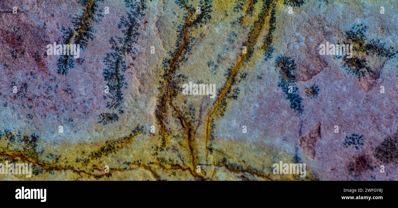 Fossil, ichnofossil - paleontological study, natural history ...