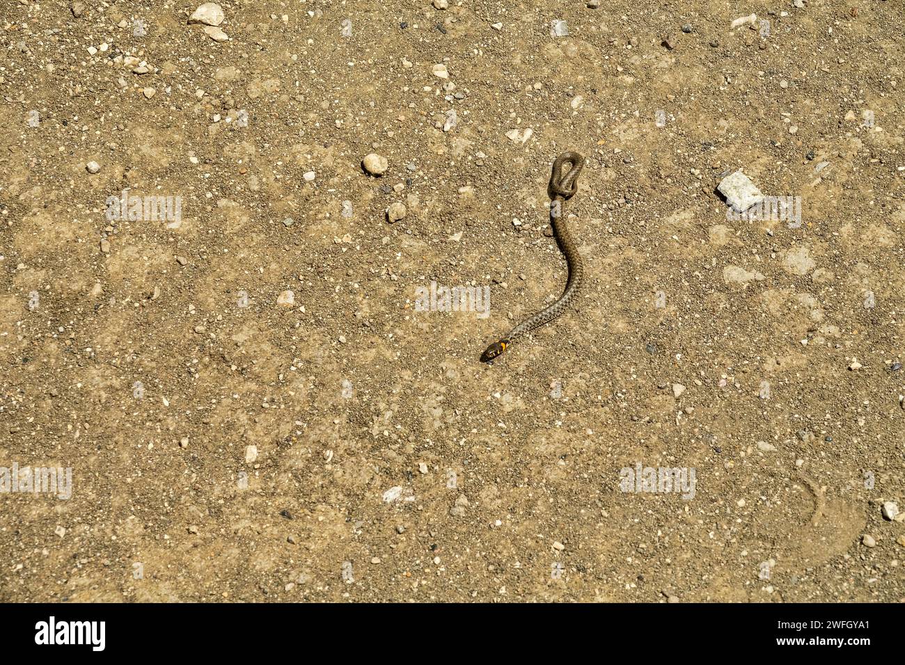 A young grass-snake (Natrix natrix) crosses the soil road in fright ...