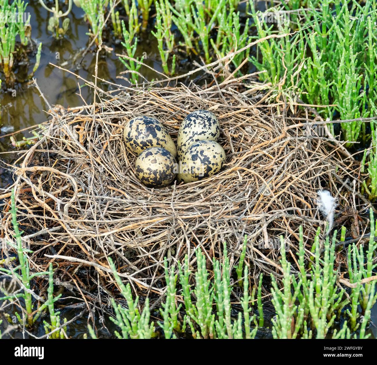 Birds of salty marshes. Helium. Black-winged stilt (Himantopus ...