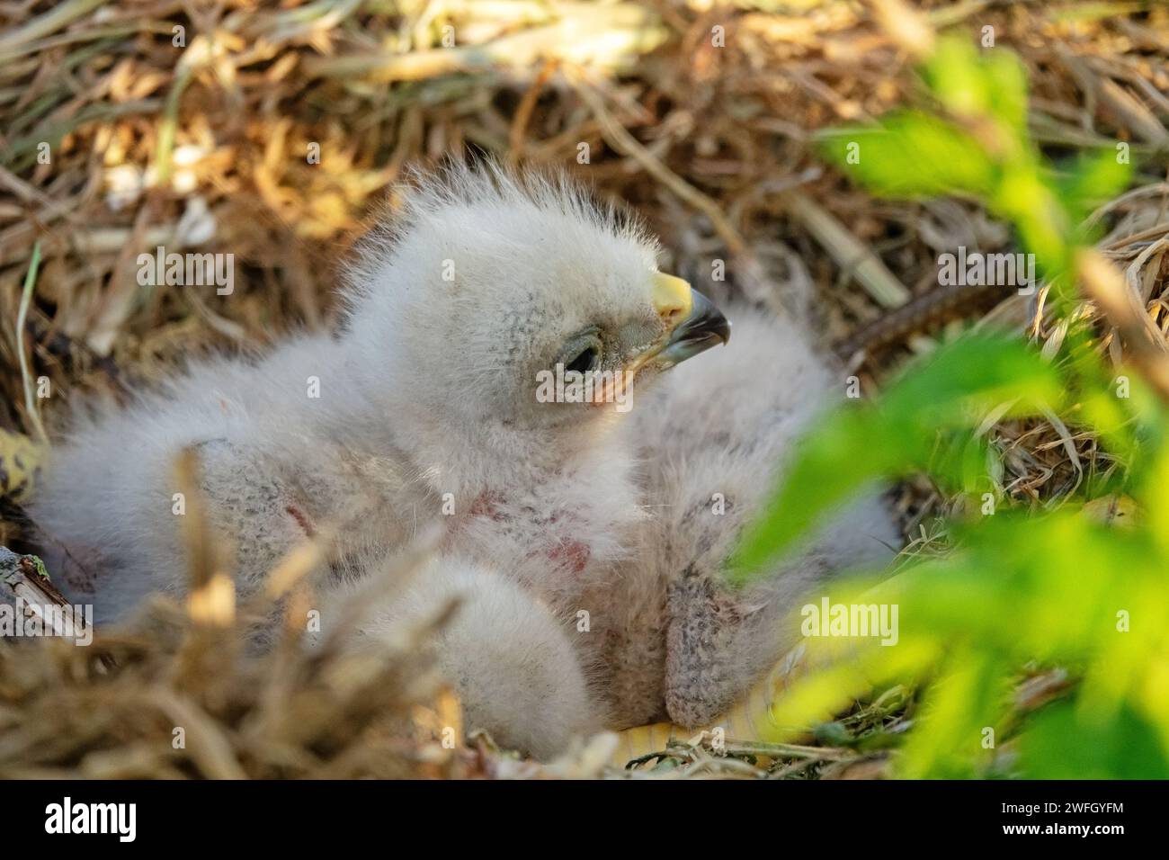 First food pyramid hi-res stock photography and images - Alamy