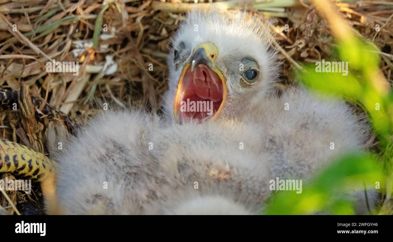 First food pyramid hi-res stock photography and images - Alamy