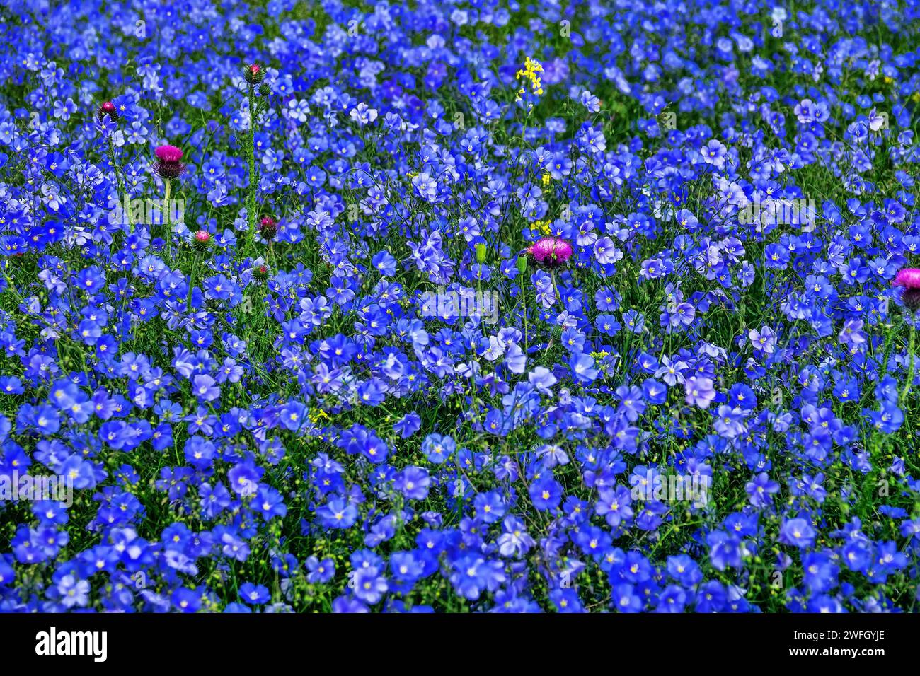 Long-stalked flax (Linum usitatissimum) blooms massively in large areas ...