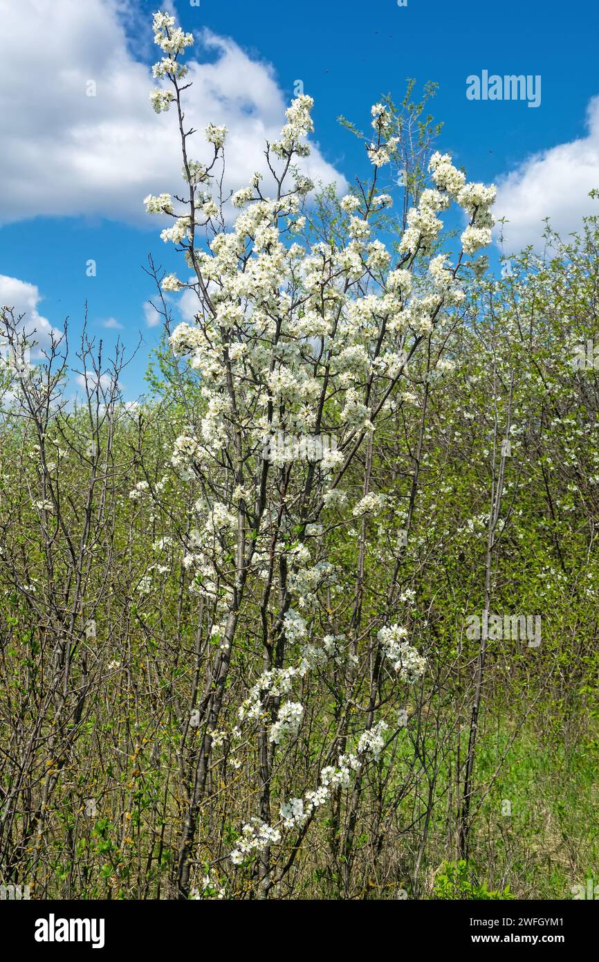 European wild apple (Malus sylvestris). Plot of forest-steppe, blooming ...