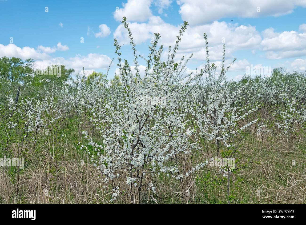 Wait a minute bush hi-res stock photography and images - Alamy