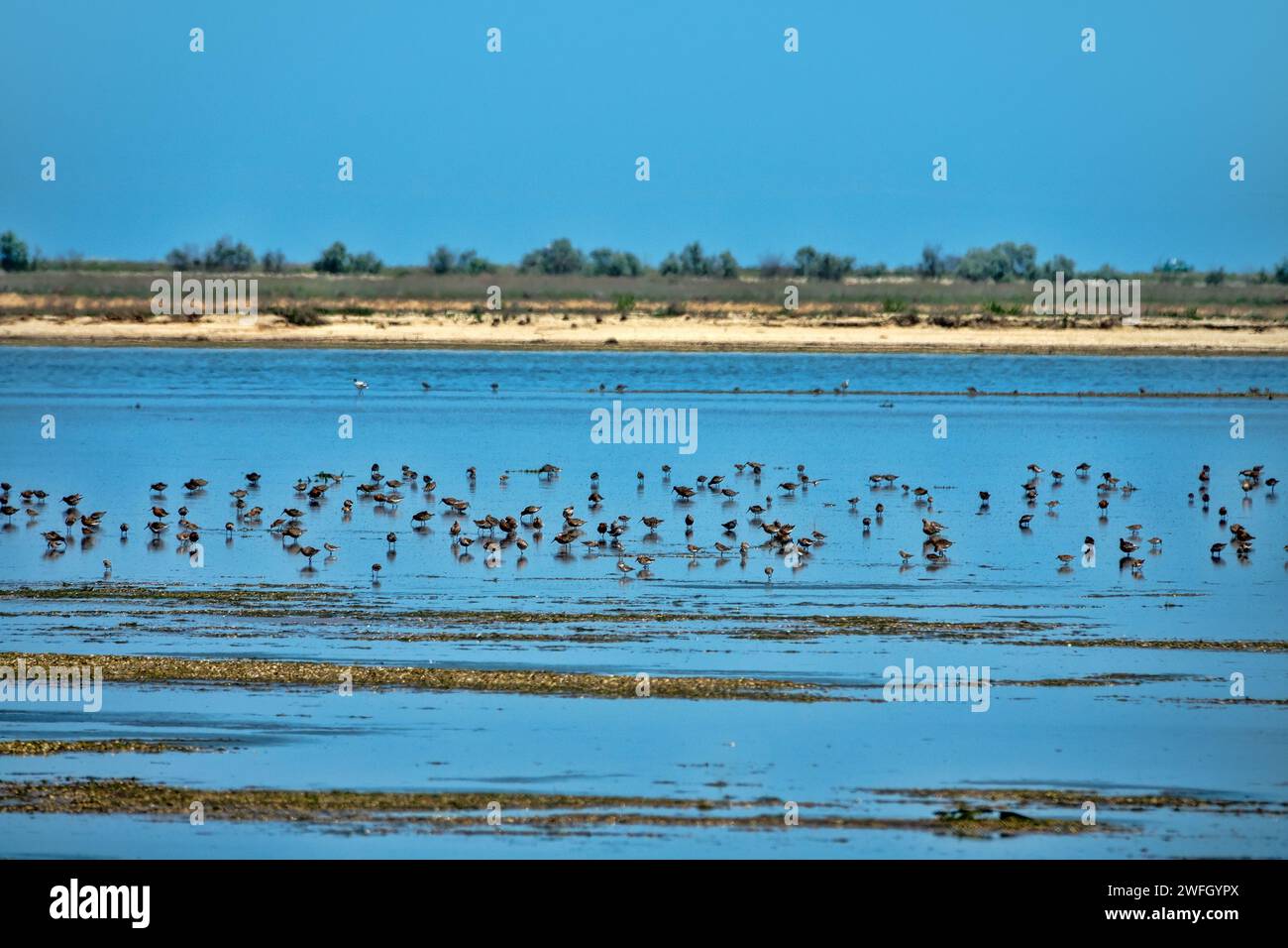 Azov sea lagoons at water runoff in the hot summer period at noon ...