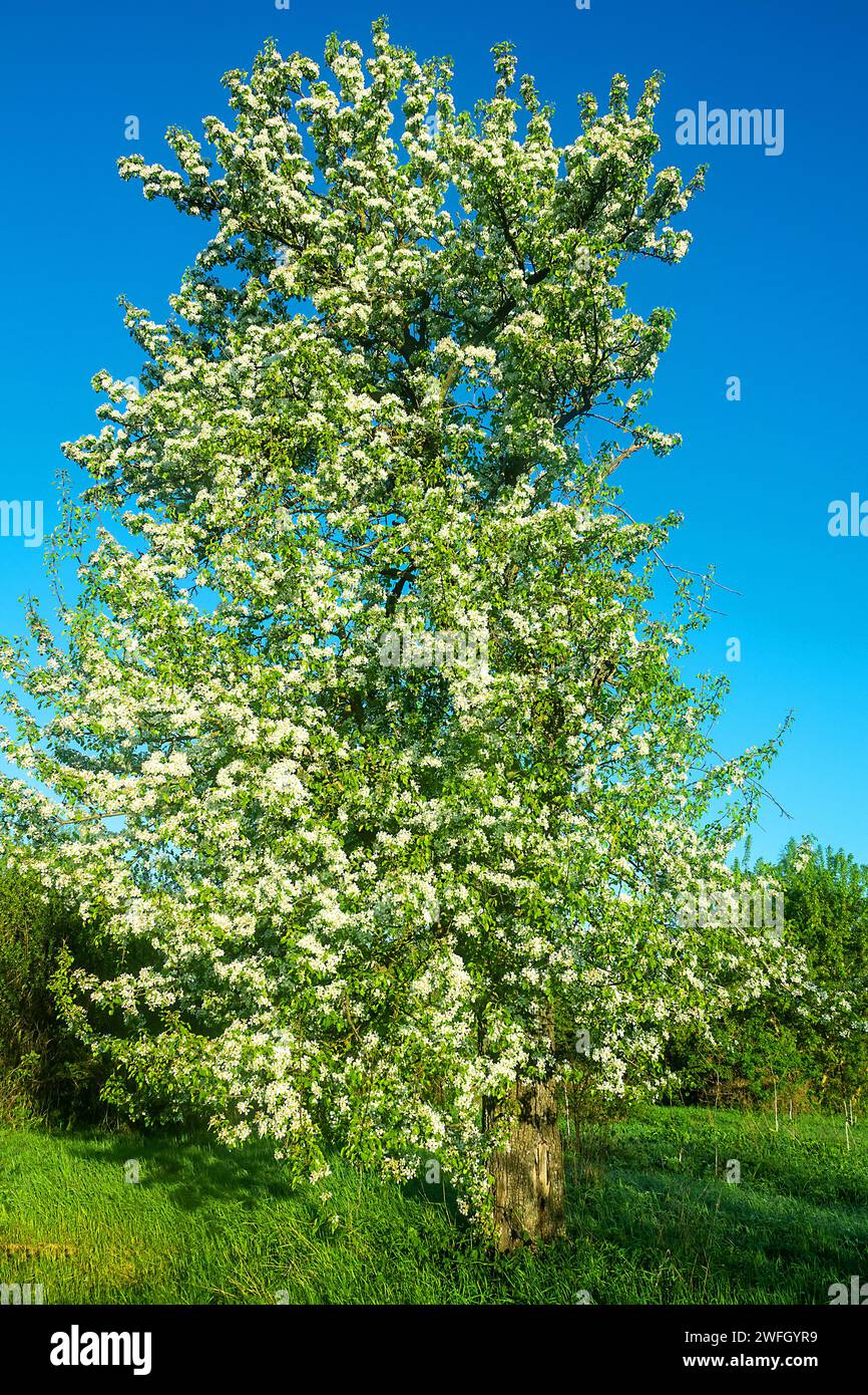 Wild pear Pyrus communis) friendly flowering in the forest-steppe, crab ...