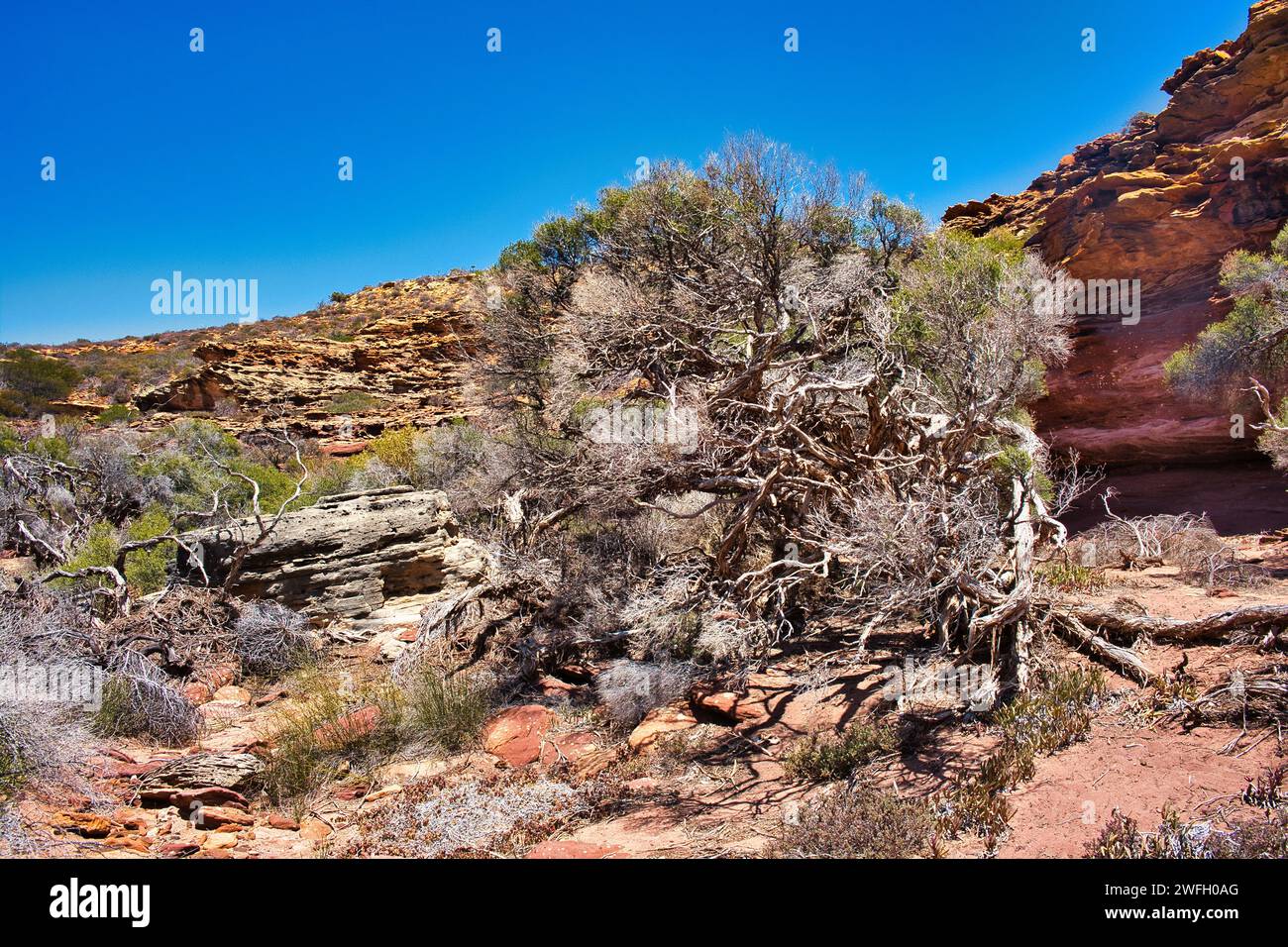 Large desiccated shrub with twisting branches in the arid desert ...