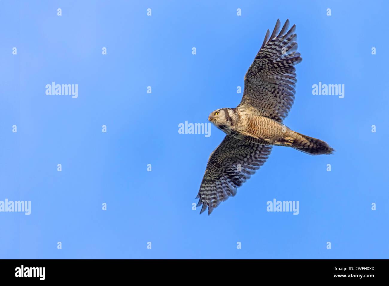 Lechuza gavilanas hi-res stock photography and images - Alamy