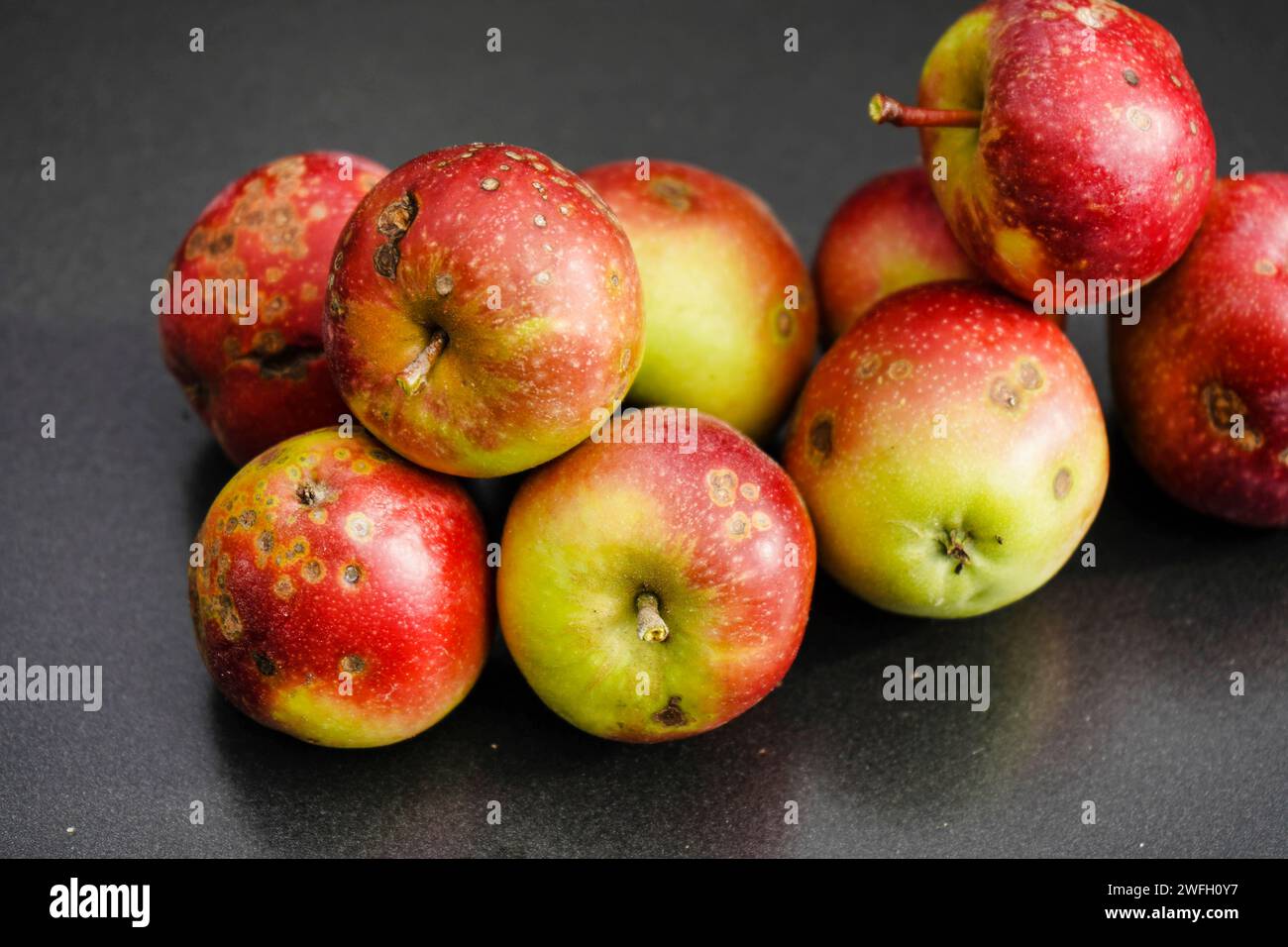 Apple scab (Venturia inaequalis), collected apples with apple scrab ...