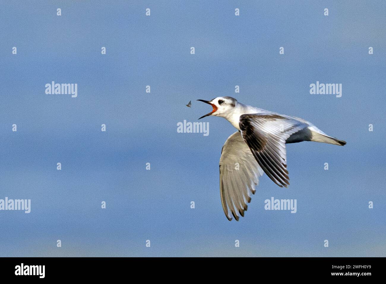 little gull (Hydrocoloeus minutus, Larus minutus), in juvenile plumage ...