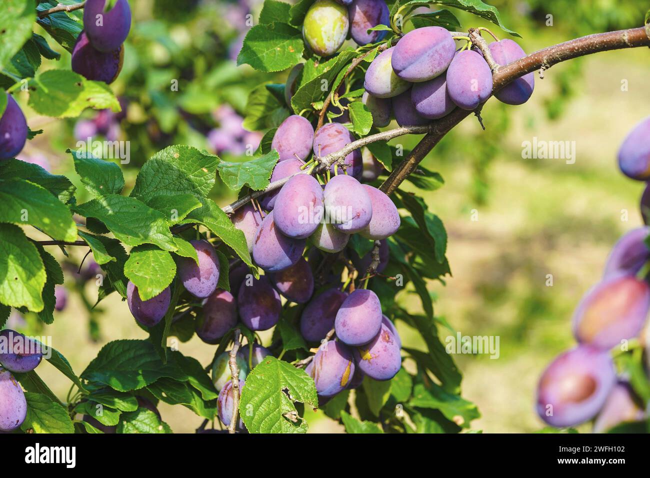 European plum (Prunus domestica), plums on a tree Stock Photo - Alamy