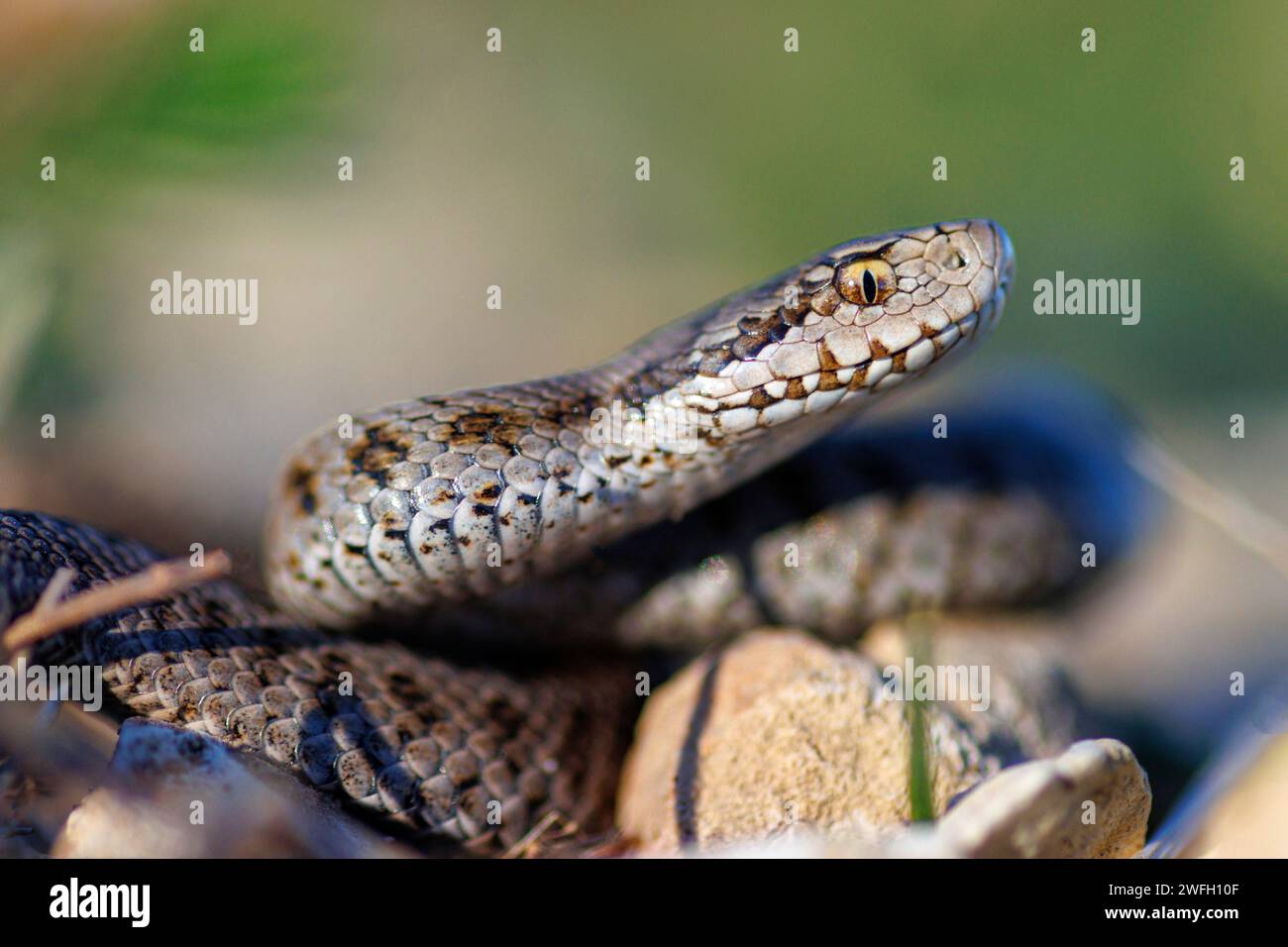 meadow viper, Orsini's viper (Vipera ursinii, Vipera ursinii ursinii ...
