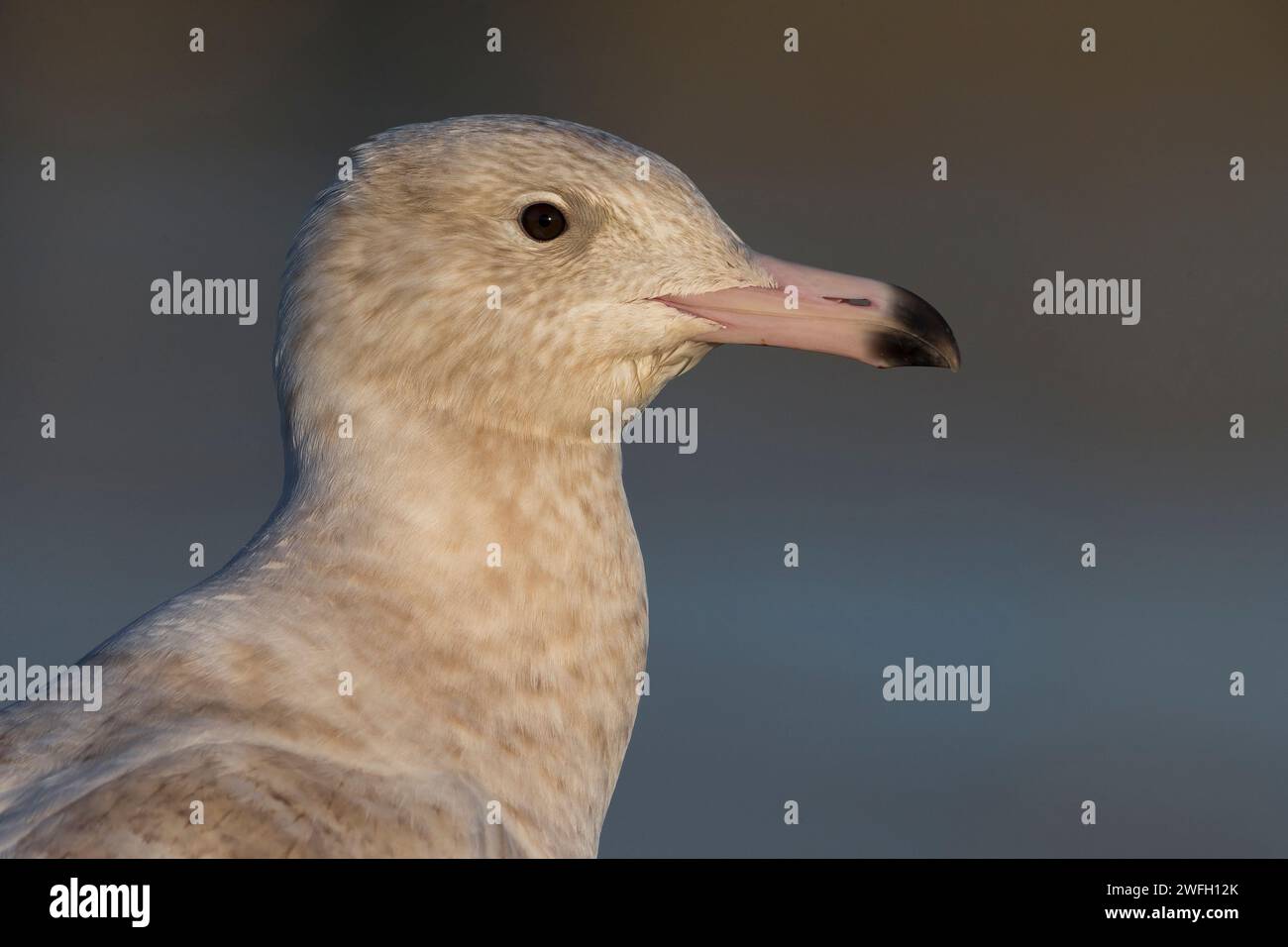 glaucous gull (Larus hyperboreus), immature bird, portrait, Azores ...