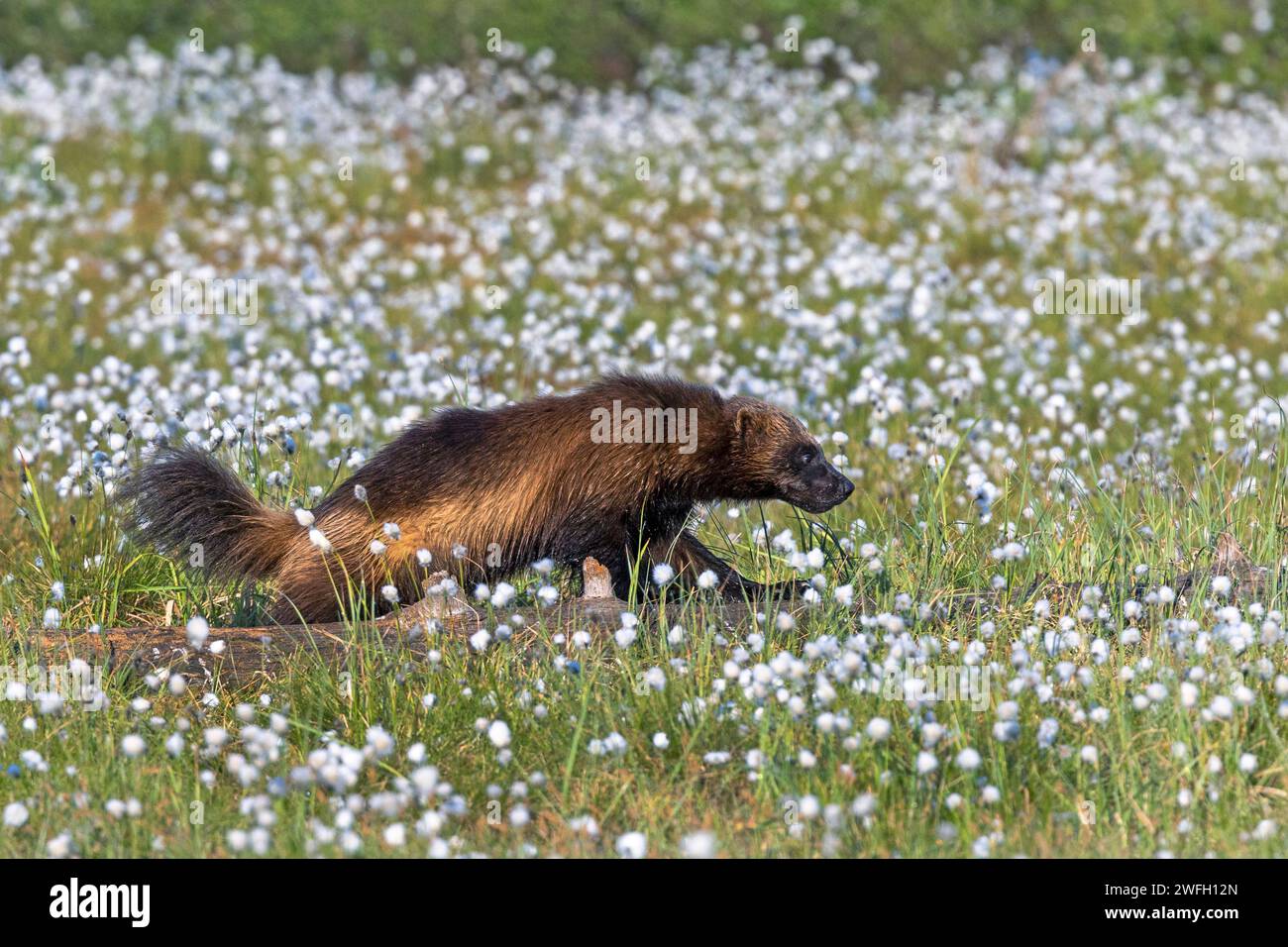wolverine (Gulo gulo), runs in the swamp in the early morning, looking ...