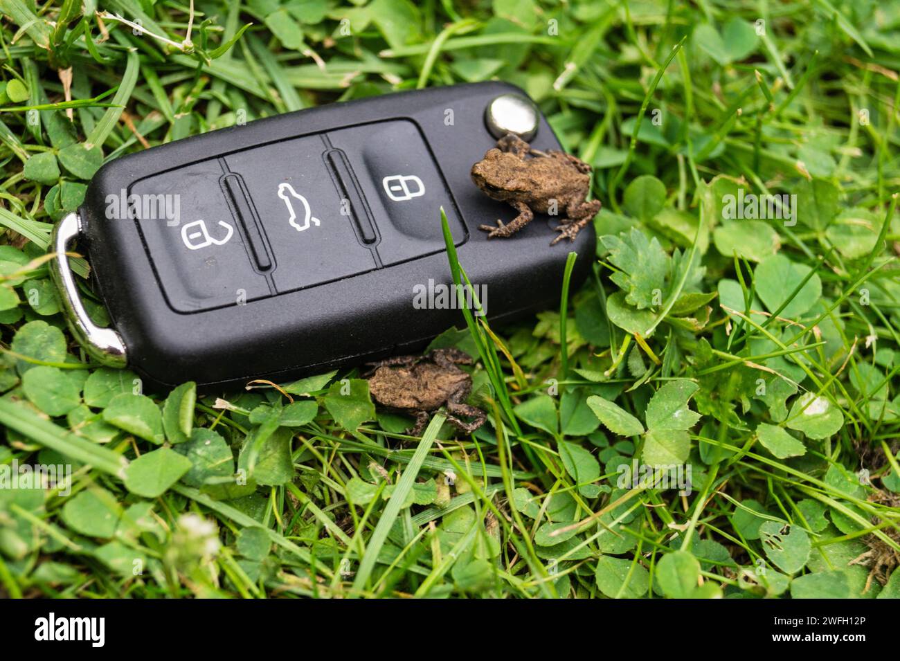 car key and toads in a meadow, symbol for e-mobility Stock Photo - Alamy