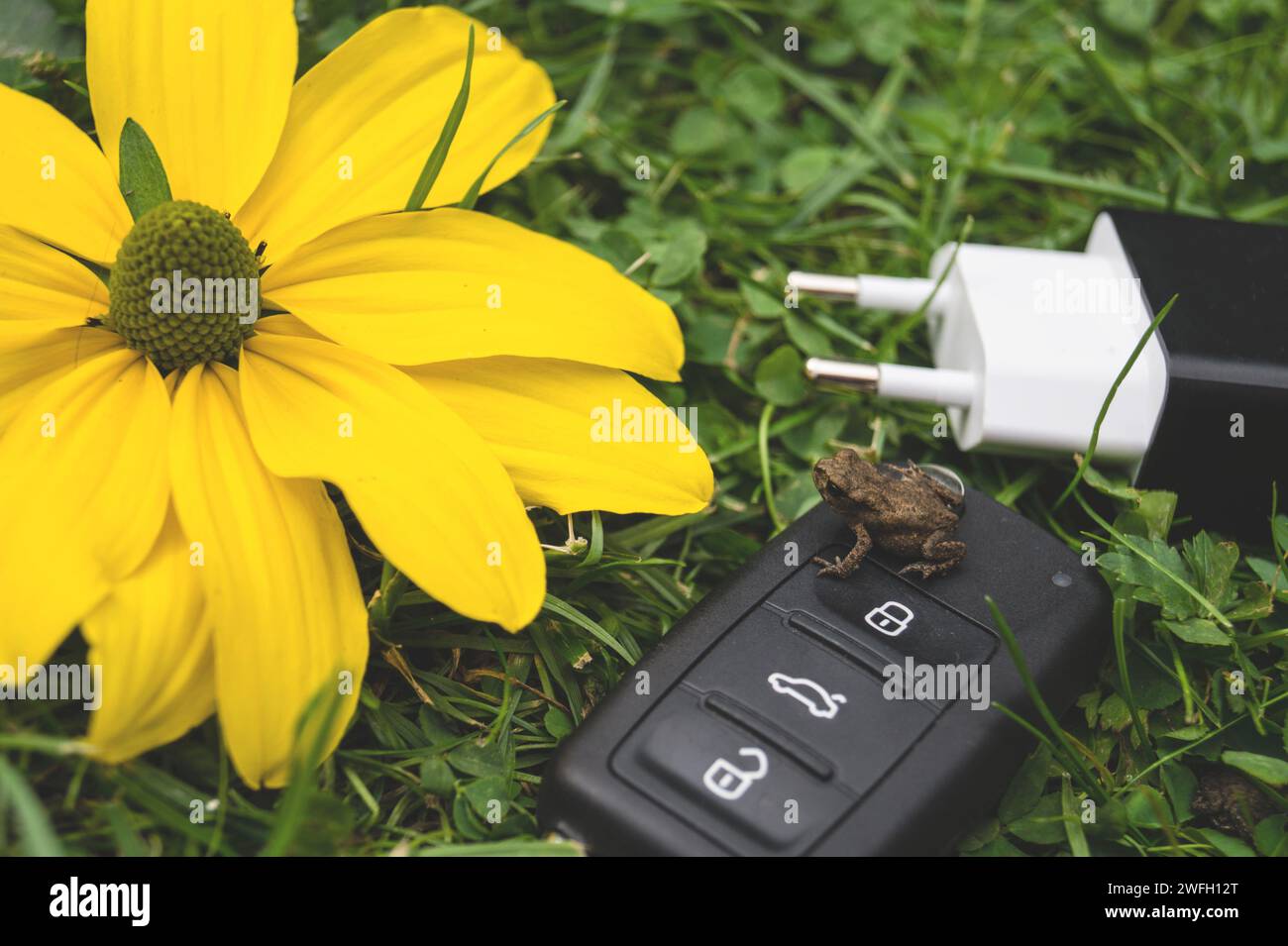 car key, toad, power plug and yellow flower in a meadow, symbol for e ...