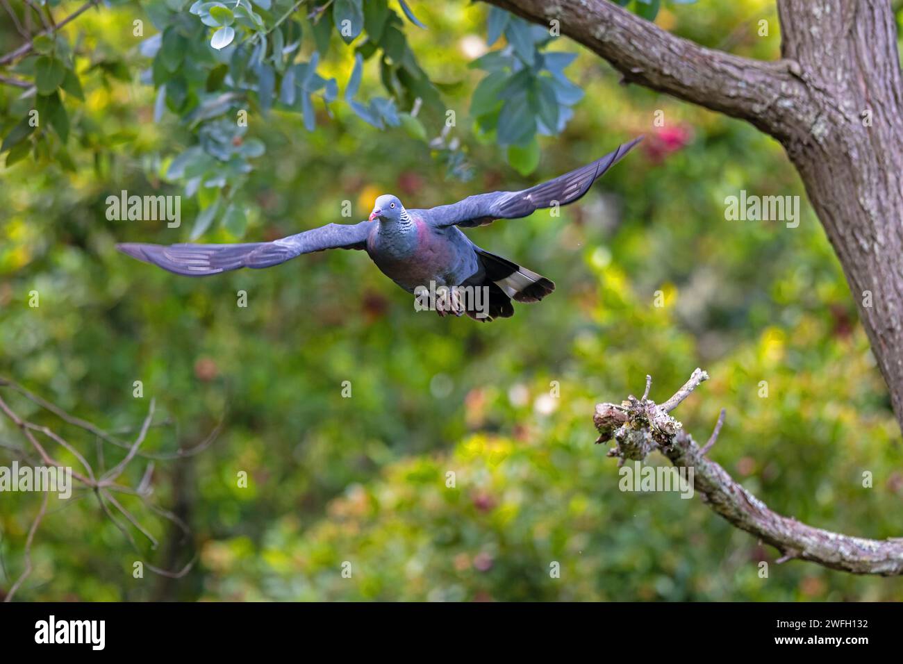 Trocaz pigeon, Madeira laurel pigeon, Long-toed pigeon (Columba trocaz ...
