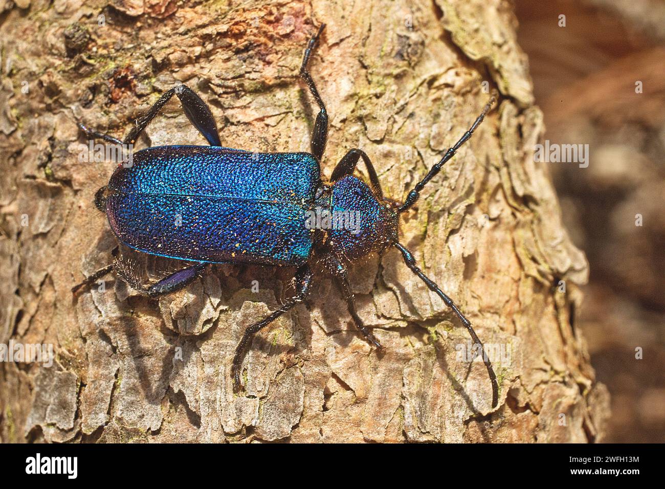 Violet tanbark beetle, Longhorn beetle, Long-horned beetle (Callidium ...