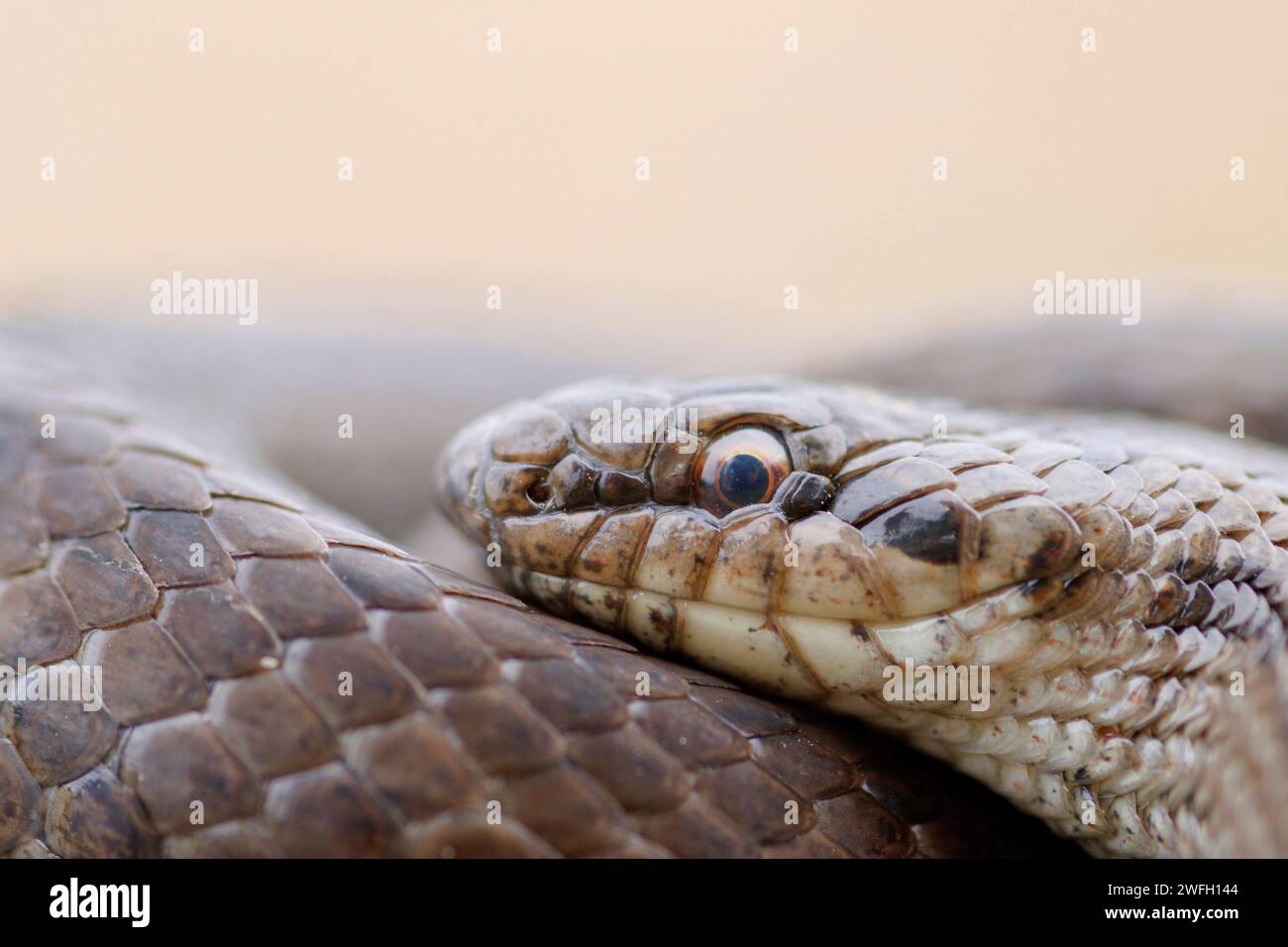 Coronella austriaca france hi-res stock photography and images - Alamy
