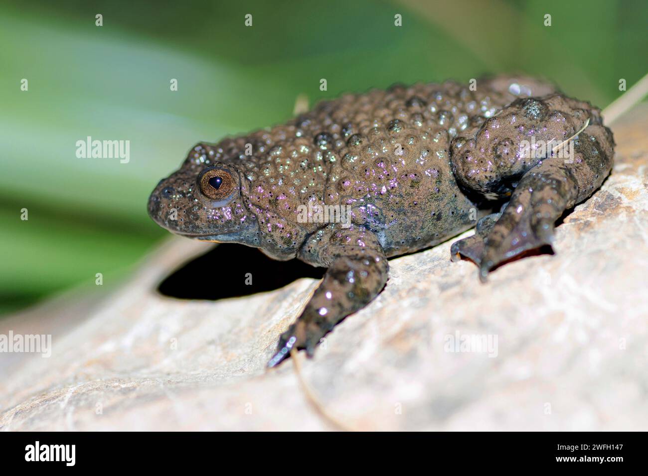 yellow-bellied toad, yellowbelly toad, variegated fire-toad (Bombina ...