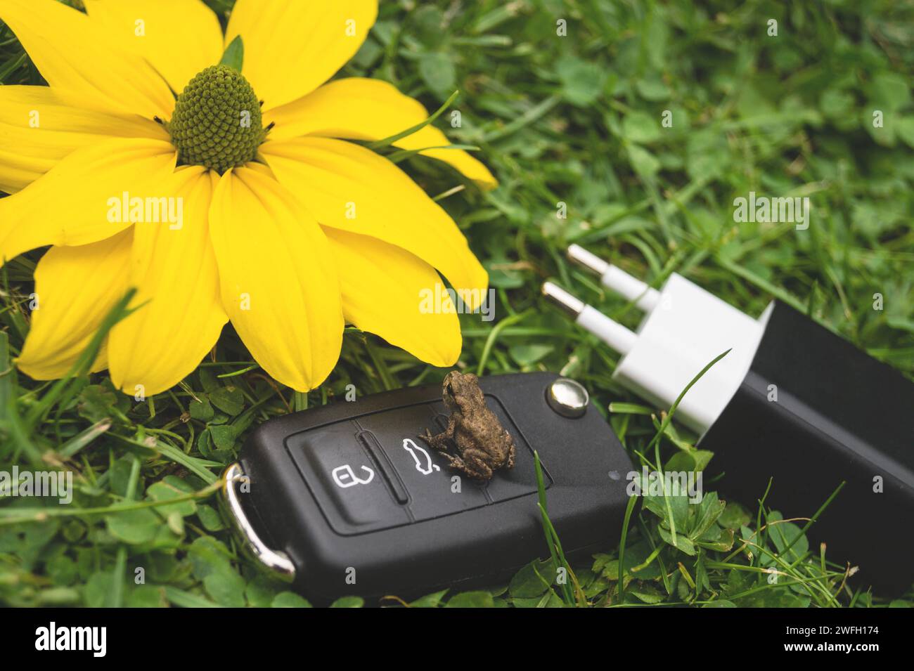 car key, toad, power plug and yellow flower in a meadow, symbol for e ...