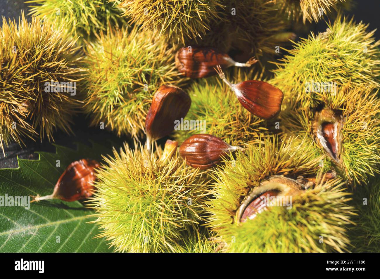 Spanish chestnut, sweet chestnut (Castanea sativa), fruits with husks ...