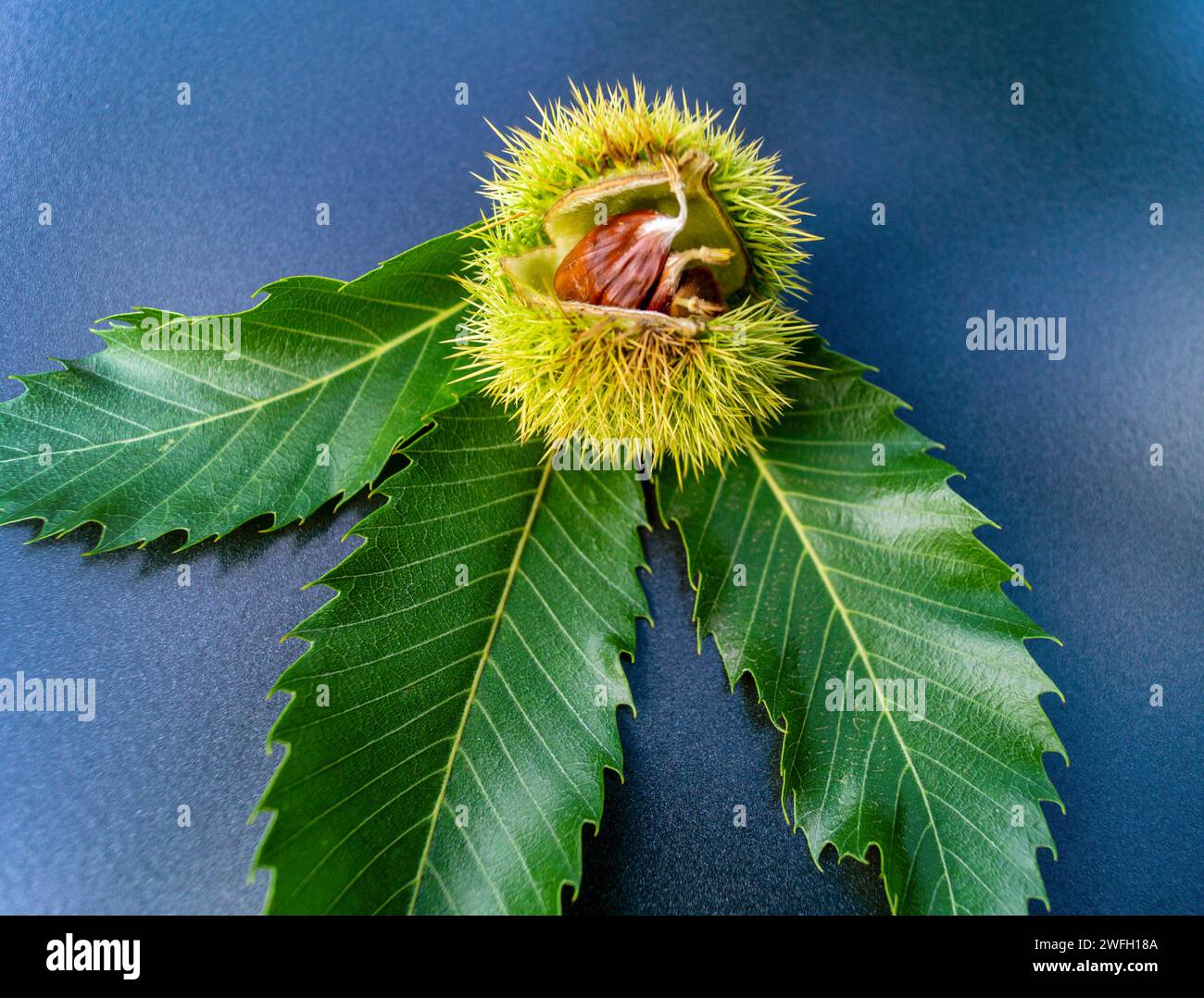 Spanish chestnut, sweet chestnut (Castanea sativa), Fruit in the husk ...