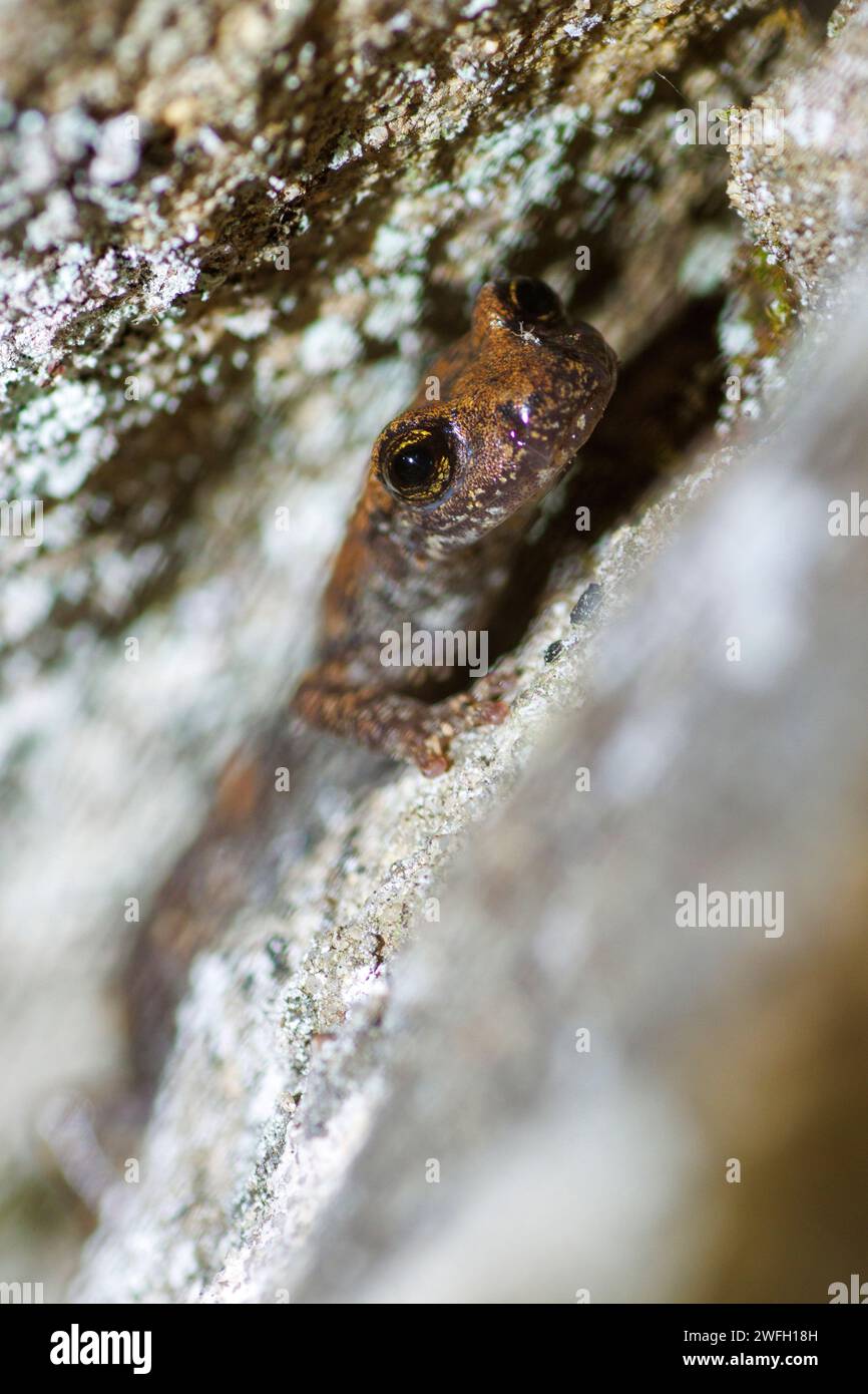 French cave salamander, North-west Italian cave salamander, Strinati's ...