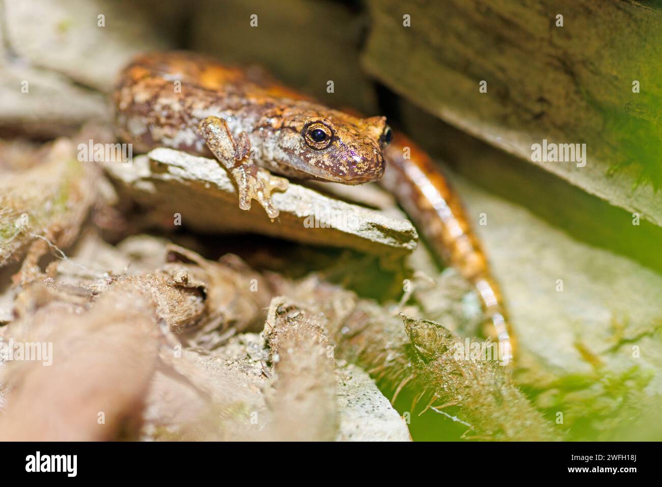 French cave salamander, North-west Italian cave salamander, Strinati's ...