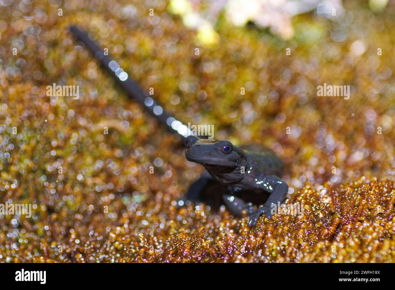 large Alpine salamander (Salamandra lanzai), sits on moss, front view ...